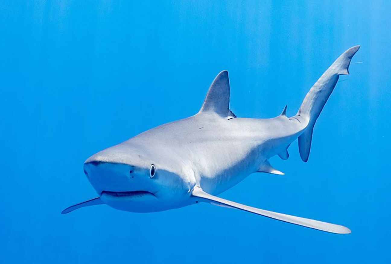 ᐈ cuantos tipos tiburones existen cuales hay espana [ 2025 ] Revista ...